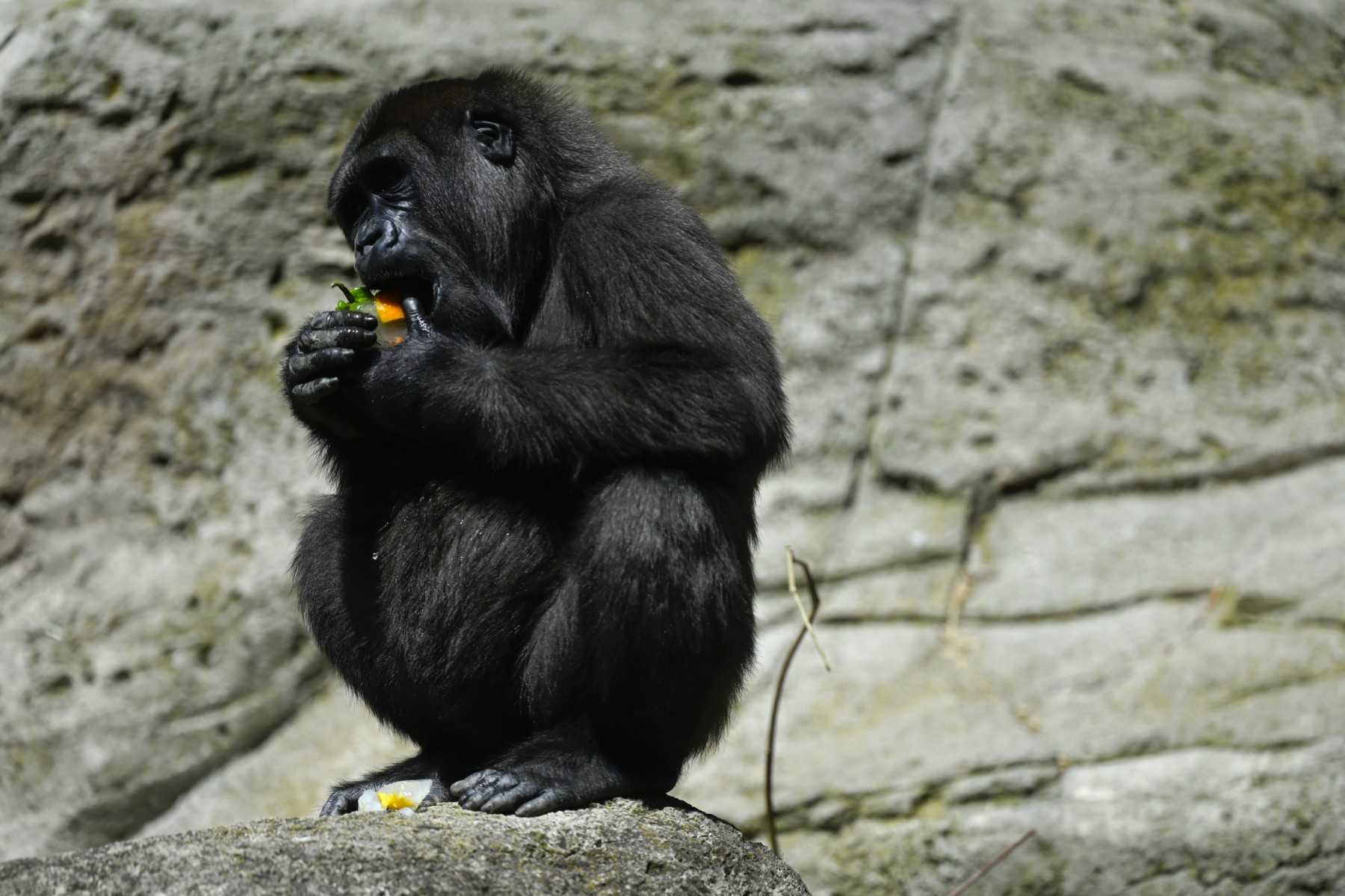Animals in Madrid Zoo chew on popsicles for heatwave relief | MalaysiaNow