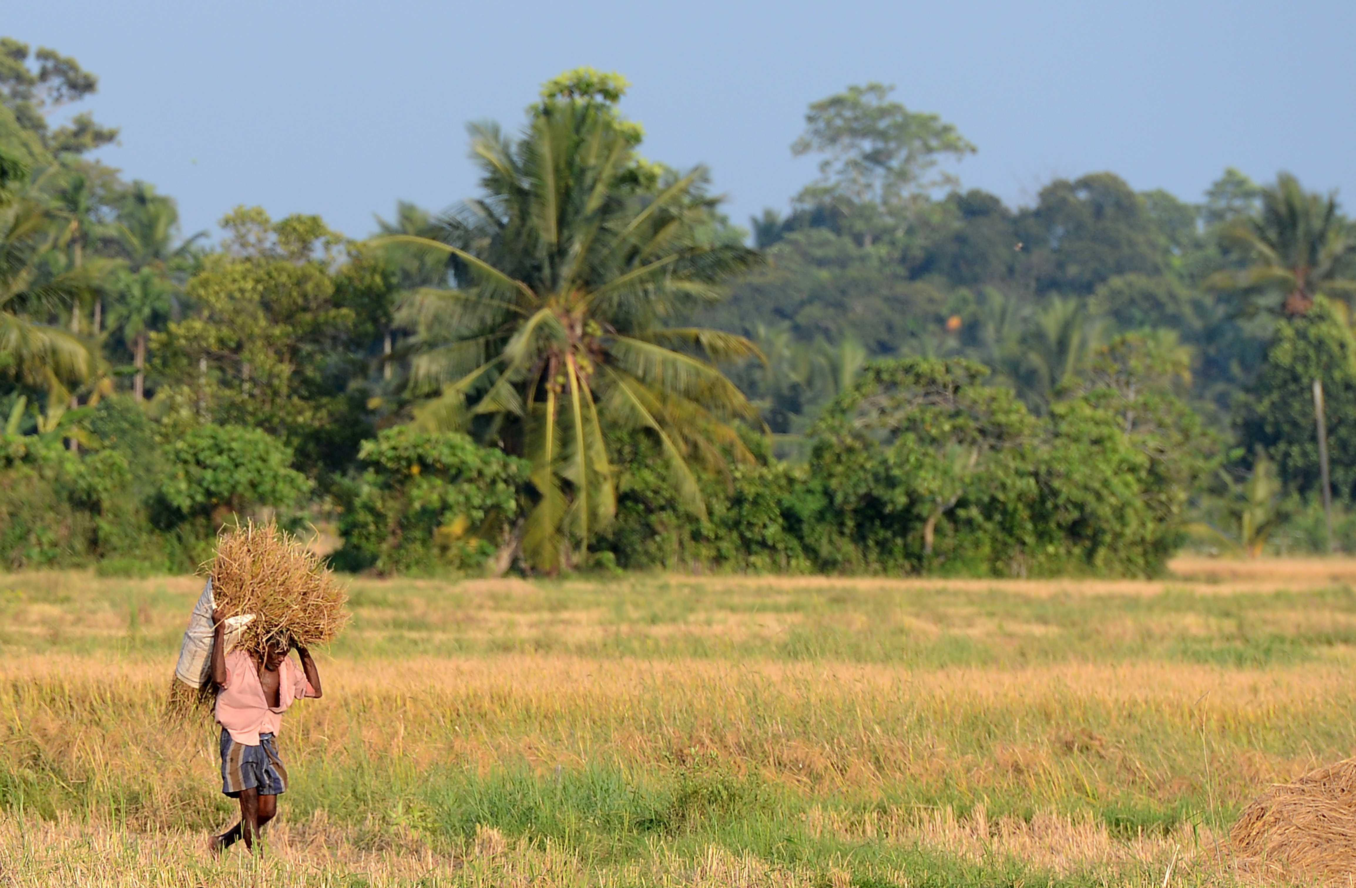 Sri Lanka faces looming food crisis with stunted rice crop | MalaysiaNow