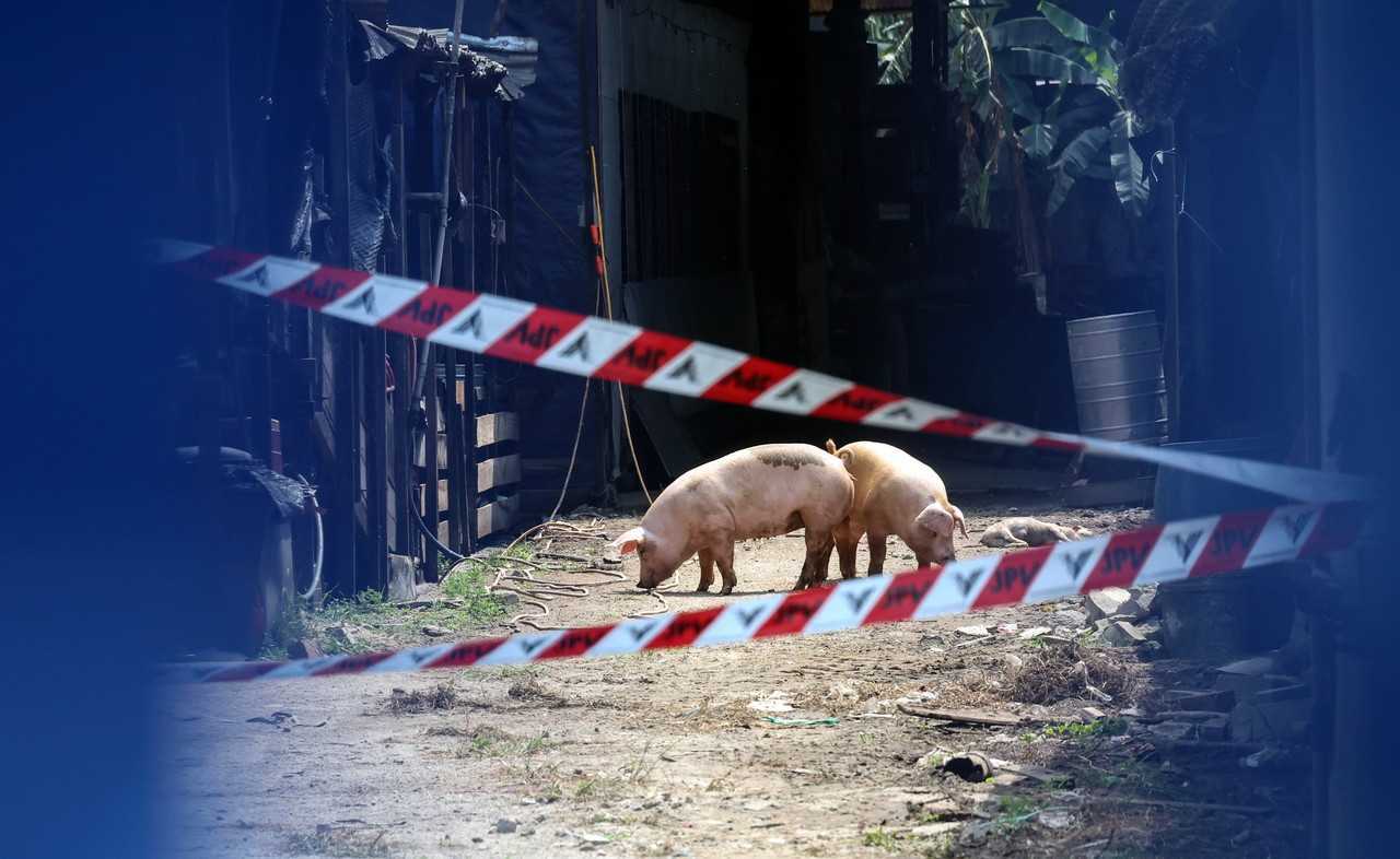30 Penang pig farms hit by African swine fever | MalaysiaNow