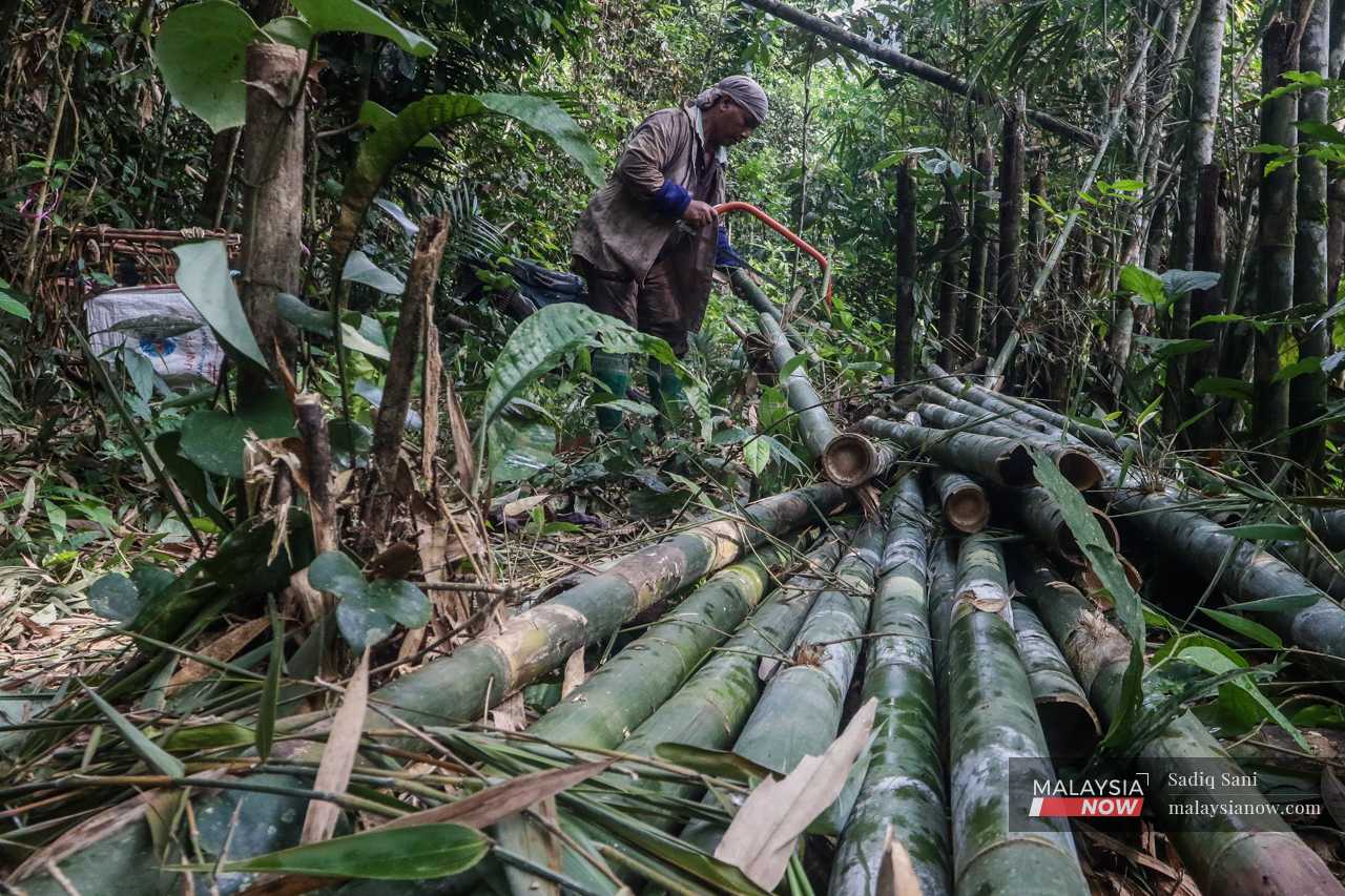 Pencarian buluh lemang menjelang Aidilfitri | MalaysiaNow