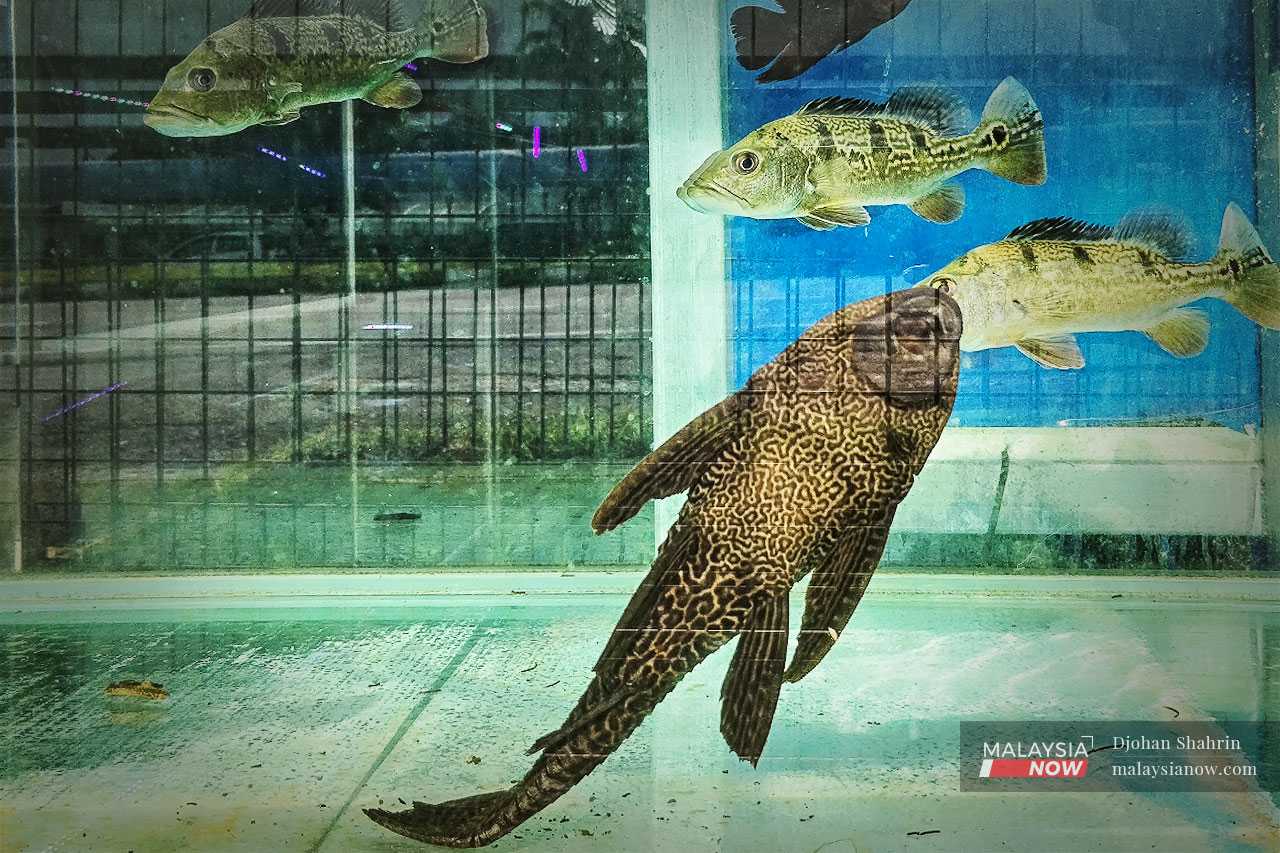 Ikan bandaraya, 'tukang bersih' yang mengancam sungai | MalaysiaNow